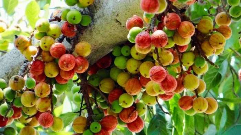 Astro Tips Sycamore Tree Goolar Ped ke Benefits goolar tree ki root je ...