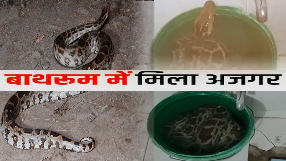 In Rajasthan python wandering through forest reached bathroom Kota ...