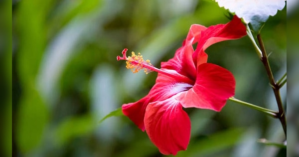 Home Remedy hibiscus flower removes problem of pimple and dry lips know ...