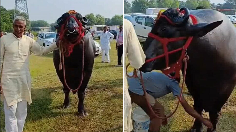 buffalo Golu eats 25 liters of milk 15 KG fruits 15 KG grains 10 KG ...