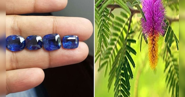 Blue Sapphire magical benefits you can use shami tree roots as ...