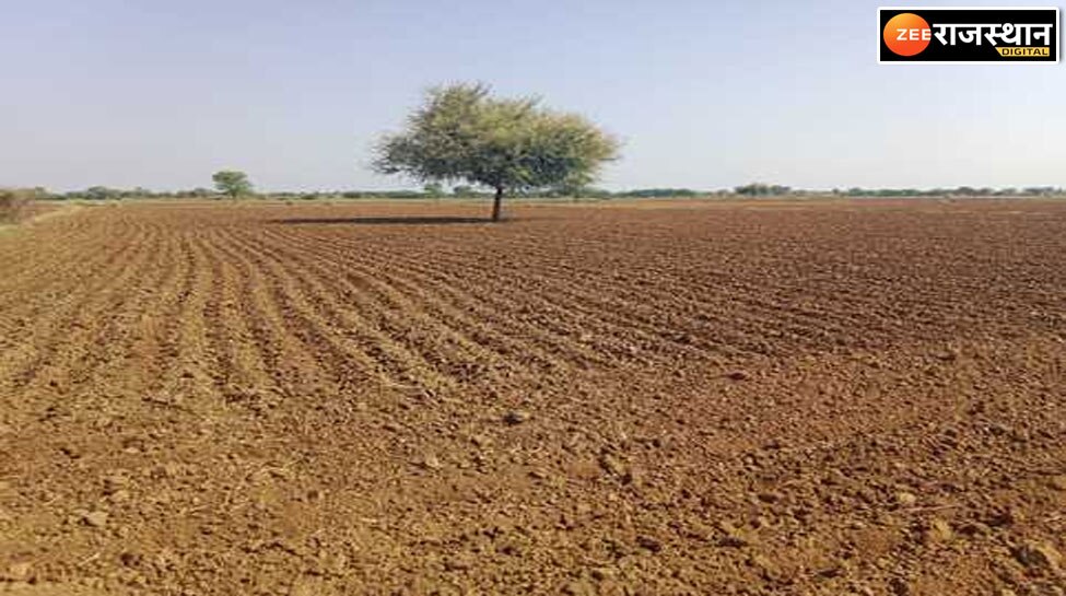 Damage to gram crops due to rain farmers said this time bumper yield of ...
