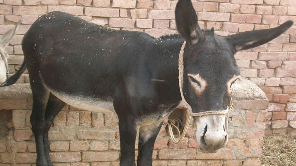 pakistan police arrests 6 donkeys for helping timber mafia after ...