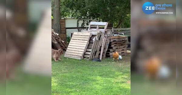 Rooster loves chasing the dog, but you must seen this! HrmnB | ਕੁੱਤੇ ...