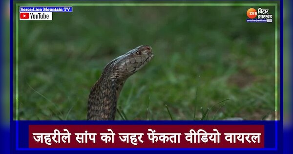 snake throwing venom video goes viral | सांप को जहर फेंकता वीडियो जमकर ...