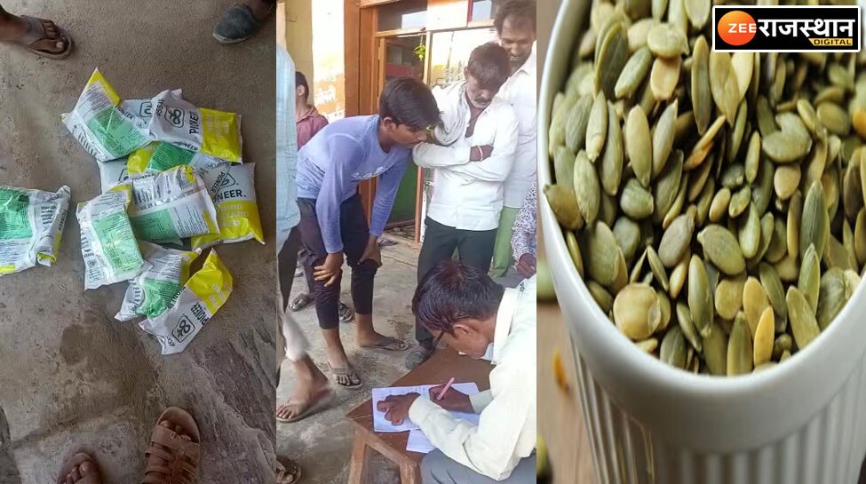 Deoli Uniyara Farmers upset over the sale of fake seeds no action even ...