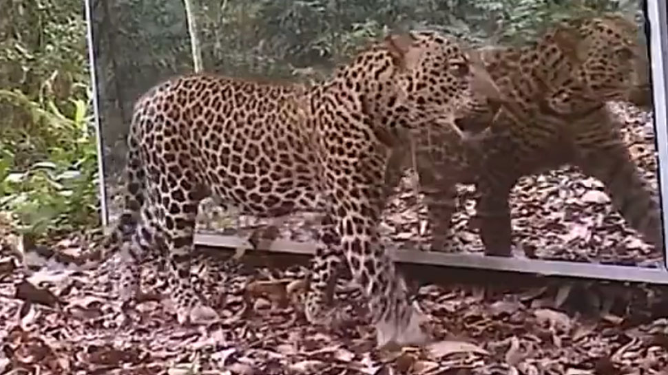 wild animals reacting to see mirror people laugh out loud at leopard ...