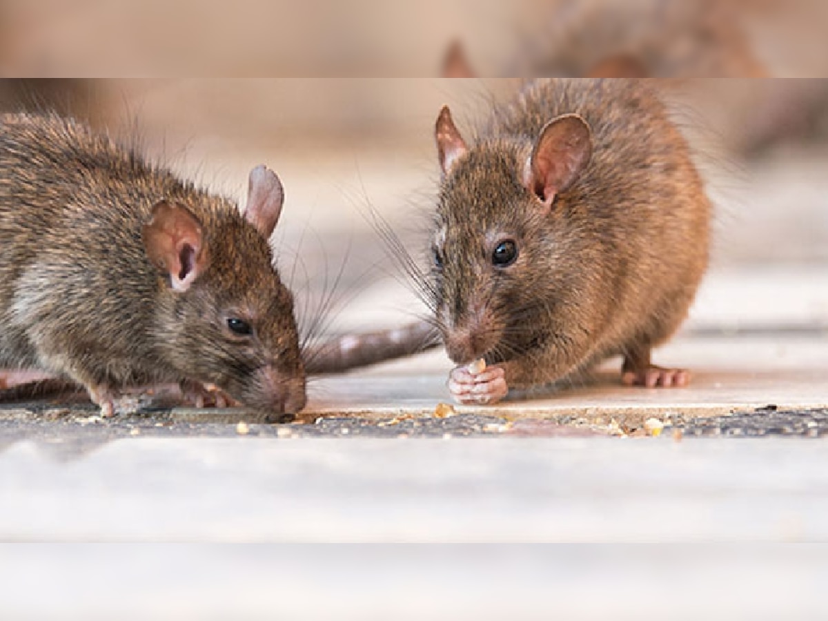 Home Remedies for rats out of house chuhe bhagane ke upay chuho ka ...