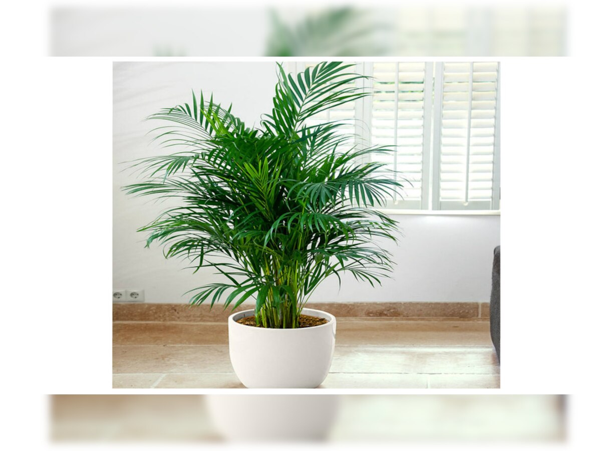 Lucky Plant: घर की बालकनी में लगा लें ये लकी प्लांट्स, चुंबक की तरह खुद ...