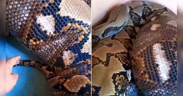 snake python shocking video man touching tail and body of snake must watch what happened next ...