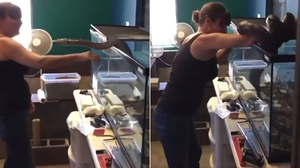 python snake pet snake attacked on owner from cage grabs her hand viral ...
