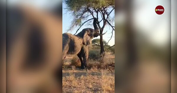 In one stroke elephant destroyed tree you will be shocked to see the ...