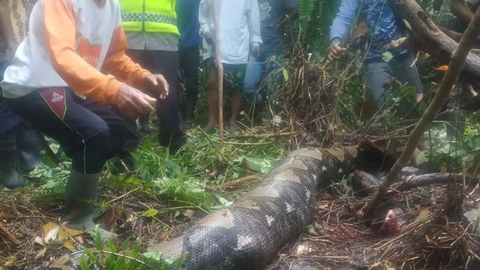 python swallow woman alive dead body recover after from snake stomach ...