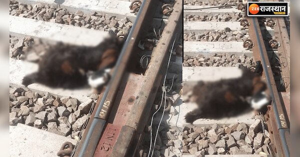 Traumatic death of two goats after being hit by train engine in ...
