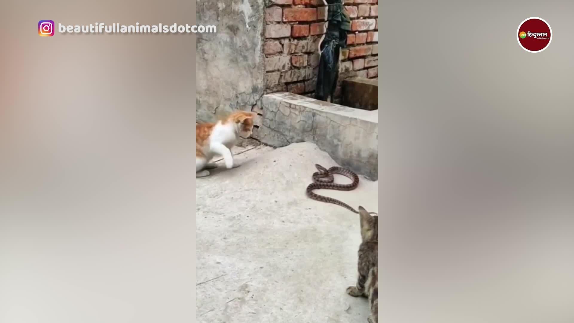 Trending shocking fight Video of Cat and snake goes viral | अभी तक देखी ...
