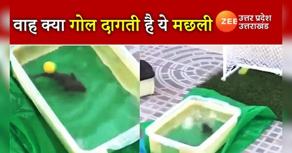 Footballer fish viral video fish hit goal trending video PRUP ...