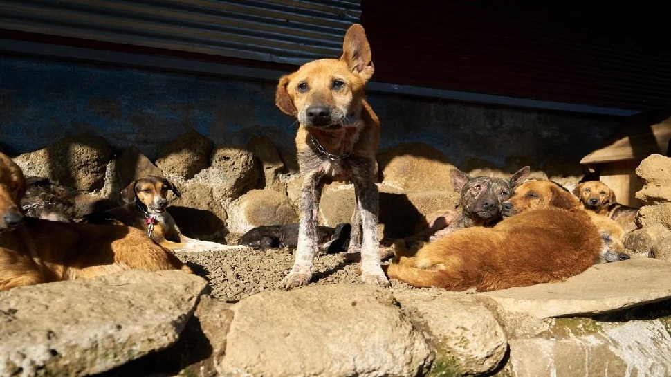 Human head in dog mouth: କୁକୁର ତୁଣ୍ଡରେ ମଣିଷ ମୁଣ୍ଡ, ATM ବୁଥରୁ ମିଳିଲା ଗଣ୍ଡି