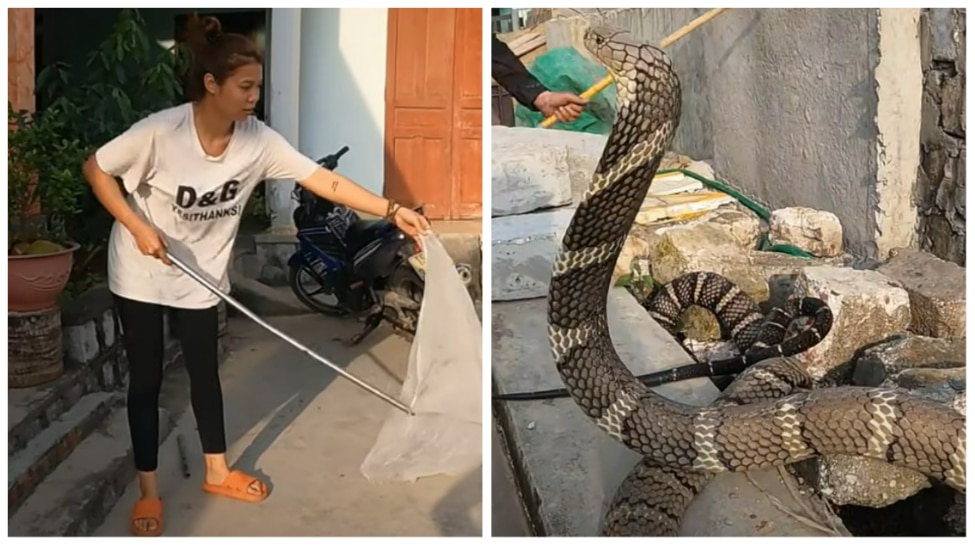 king cobra world largest and most venomous snake watch full video and people reaction | King ...