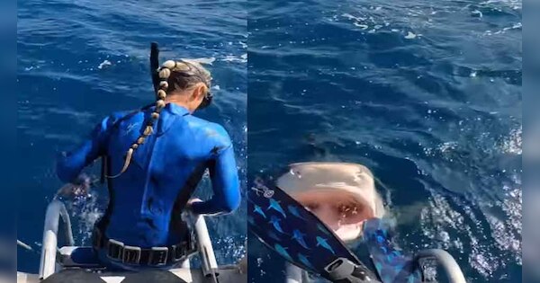 Marine scientist saved from going into tiger shark's mouth scary incident caught on camera Watch ...