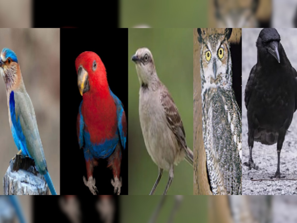 birds brings good luck symbol of success in life provide prosperity ...