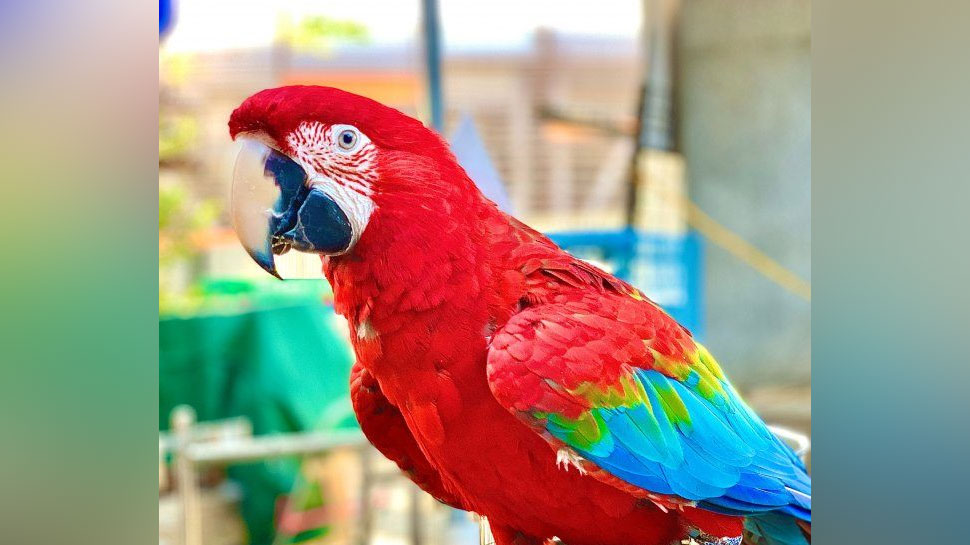 birds brings good luck symbol of success in life provide prosperity ...