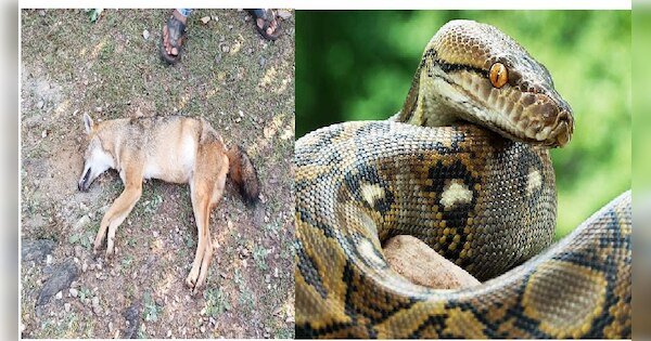 10 feet long python first killed the jackal then sat up snake catcher ...