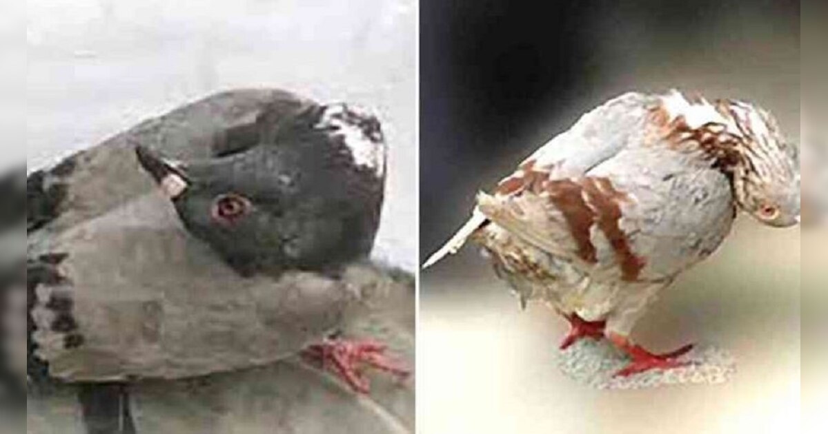 Newcastle disease: Zombie pigeons with mysterious twisting necks are ...