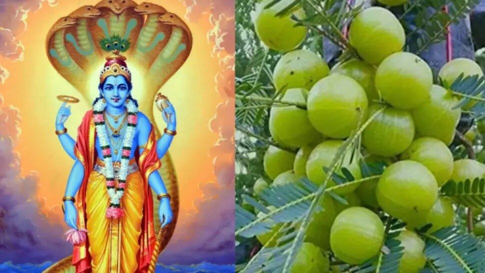Akshay Navami puja vidhi 2022 date Amla navami pujan vidhi upay stmp ...