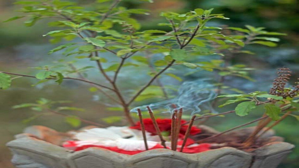 Tulsi Vivah 2022 तुलसी विवाह पर दूध में भीगी हल्दी से करें ये एक काम