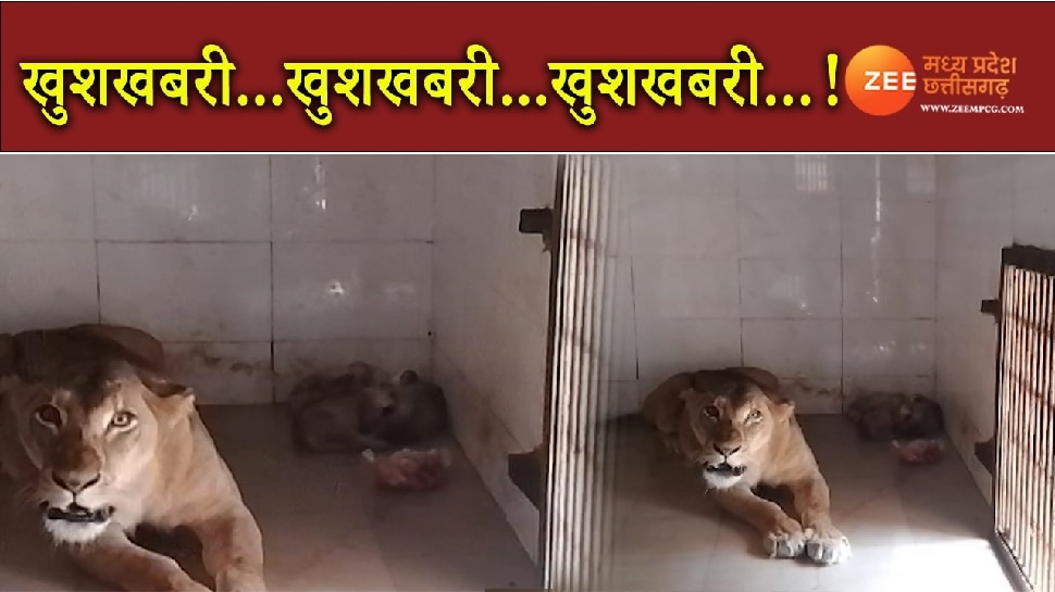 Good News gandhi zoological park gwalior lioness cubs birth watch ...
