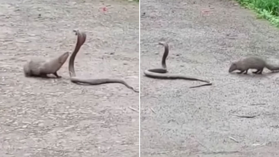 snake mongoose fight viral dangerous video must watch | Snake Fight ...