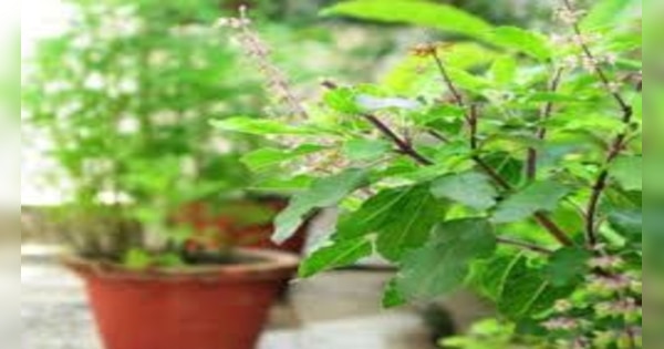 Tulsi Remedies: बेहद चमत्कारी है तुलसी की जड़, इन उपायों से बदल जाएगा नसीब; नहीं रहेगी पैसों की ...