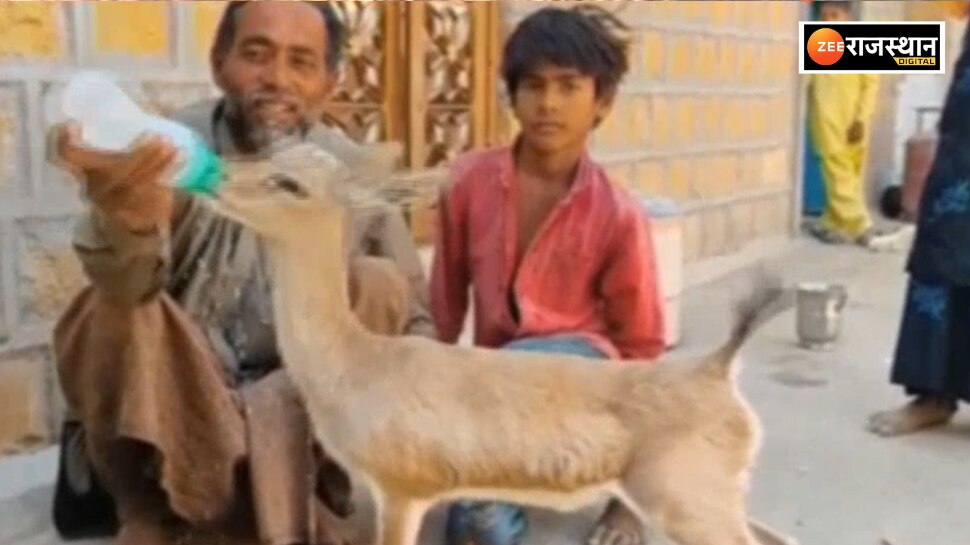 the Muslim family raised the deer child without a mother in lathi ...