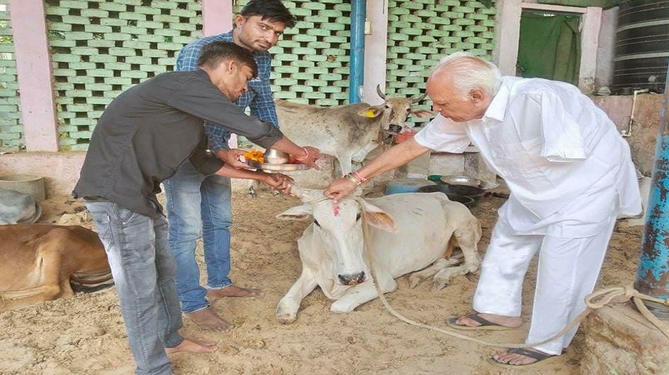 Yuva Hindu Gau Raksha Seva Samiti celebrates Gopashtami by worshipping ...