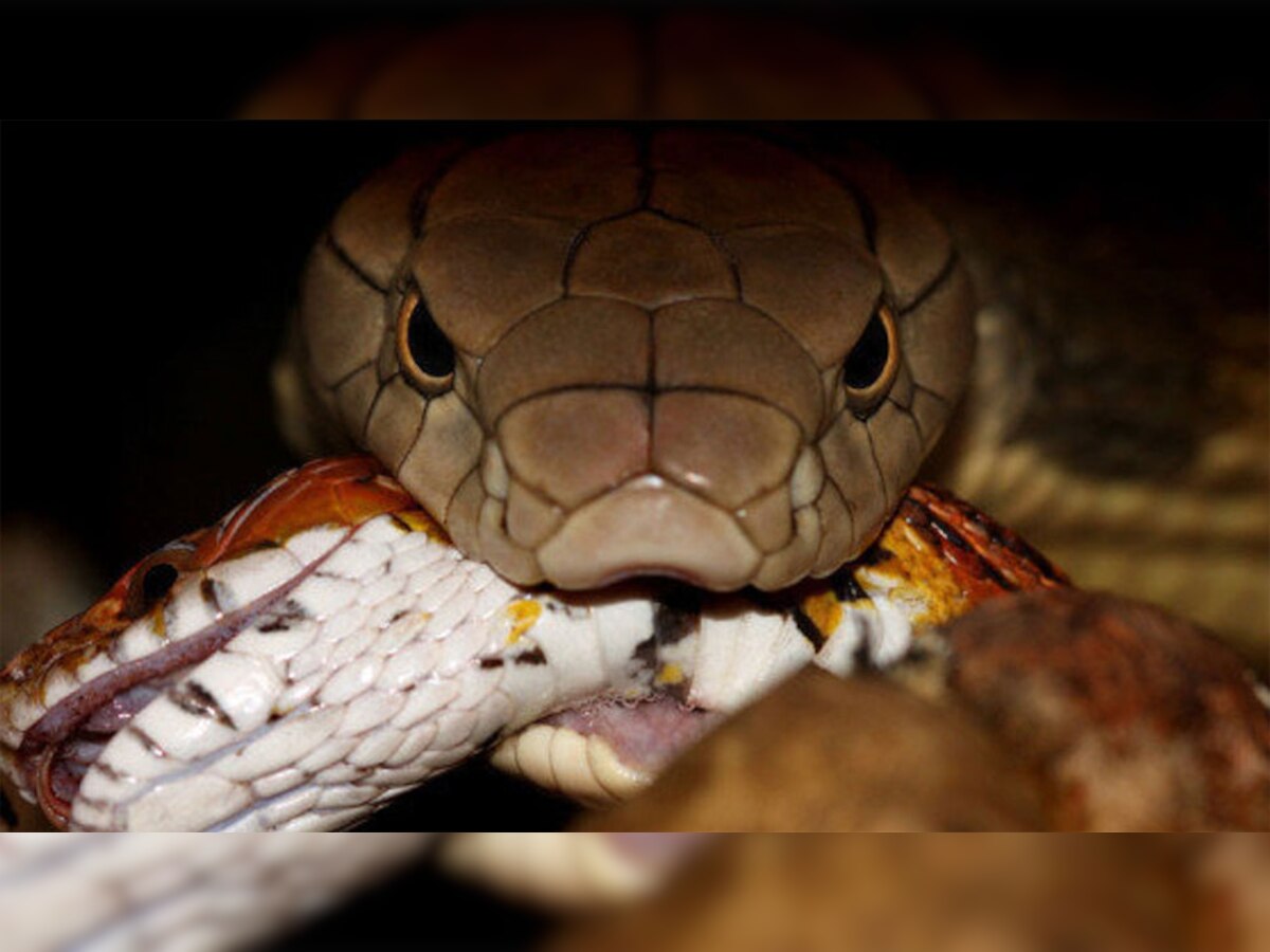 poisonous snake bites what to do instantly to prevent venom from ...