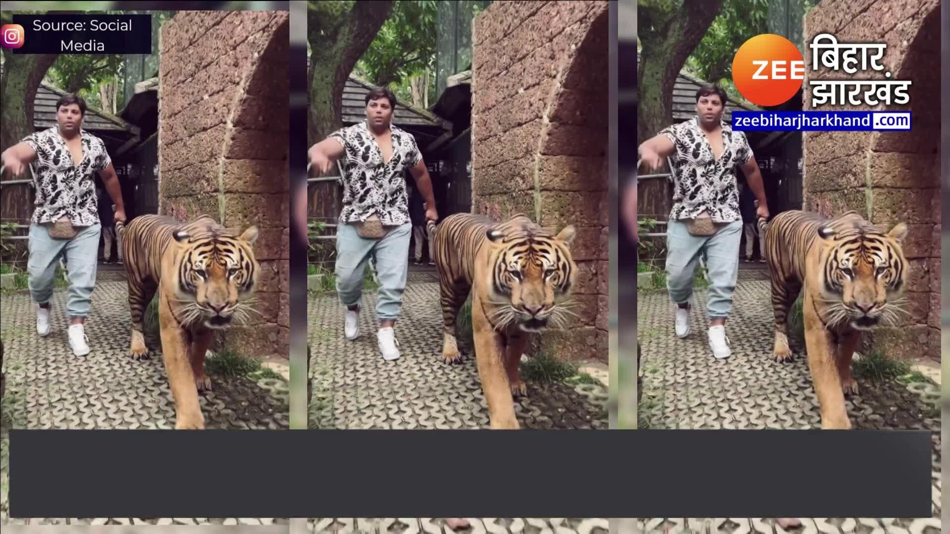 Video of man walking holding tiger tail goes viral | बाघ की पूंछ पकड़कर ...