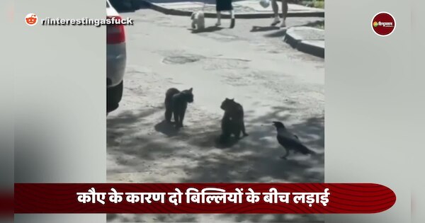 crow makes 2 cat fight with each other the cats were seen seen jumping ...