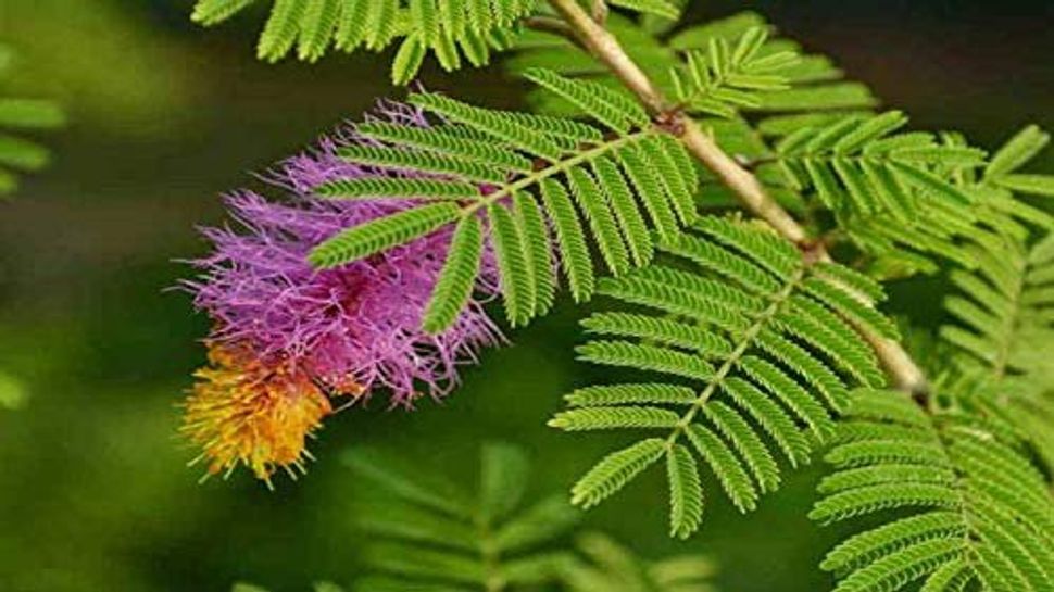 Vastu Plant: घर के मुख्य द्वार पर लगा ये पौधा चुंबक की तरह खींचता है धन ...