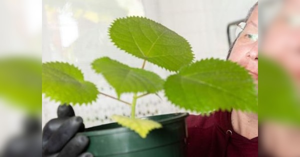 world s most dangerous plant Daniel grows Dendrocnide moroides once who ...