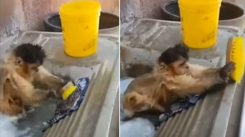 monkey washing clothes with brush cleaning like humans Video viral ...