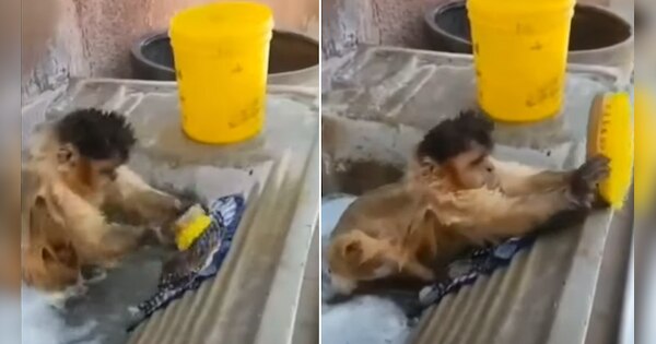 monkey washing clothes with brush cleaning like humans Video viral ...