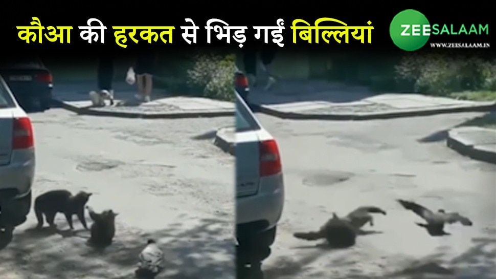 The crow became the referee in the fight of two cats video Goes Viral ...