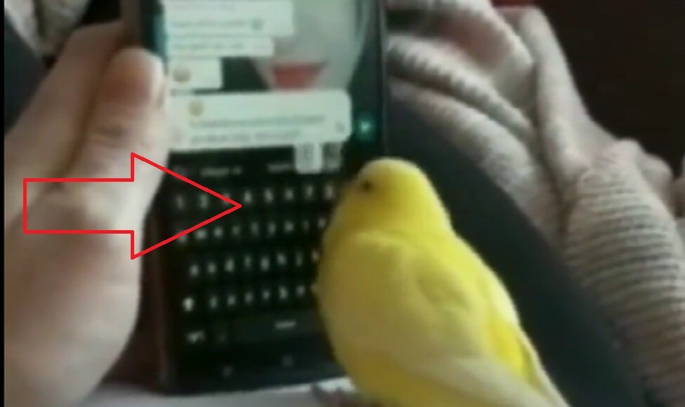 this cute parrot typing the message in whatsapp chat goes viral on ...