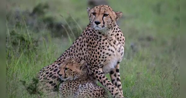 Cheetah asha pregnancy confusion kuno national park mp forest ...