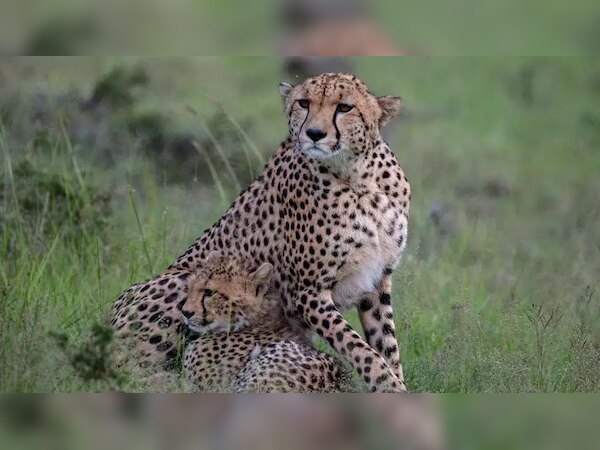 Cheetah asha pregnancy confusion kuno national park mp forest ...