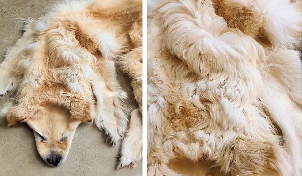 death of pet dog family made carpet of its skin people angry on social ...