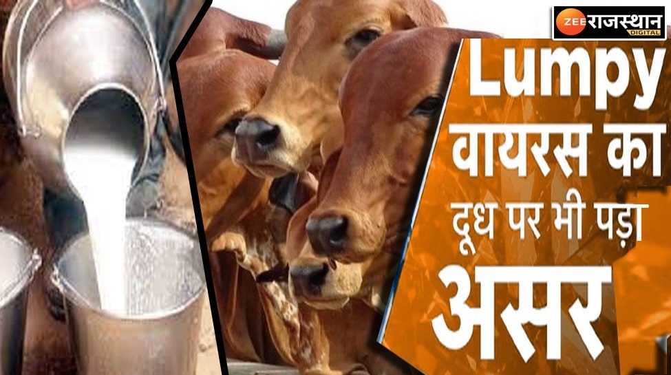 Due to lumpy disease fifteen percent milk production reduced In Bikaner ...