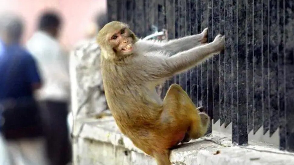 6 monkeys died in 5 days in Jabalpur Post-mortem could not be done ...