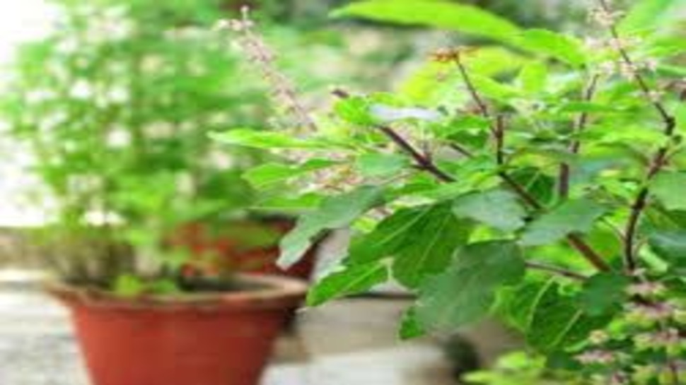 Tulsi Vivah 2022 तुलसी विवाह के लिए तैयार कर लें पूजा की थाली मां को
