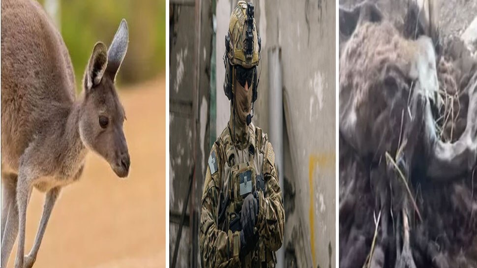 Russian soldiers eating zoo animals including kangaroos to survive in ...